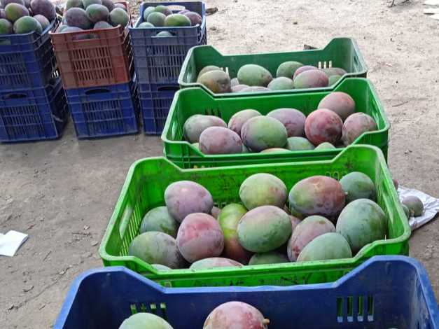 Whipay - Marketplace B2B de venta de frescos al por mayor